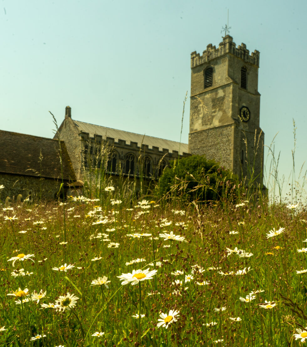 Wildflowers Take Over at St Mary's - The Coddenham Parish Community Website