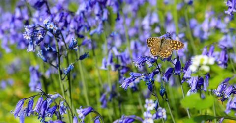 Broom Hill Work Morning - The Coddenham Parish Community Website