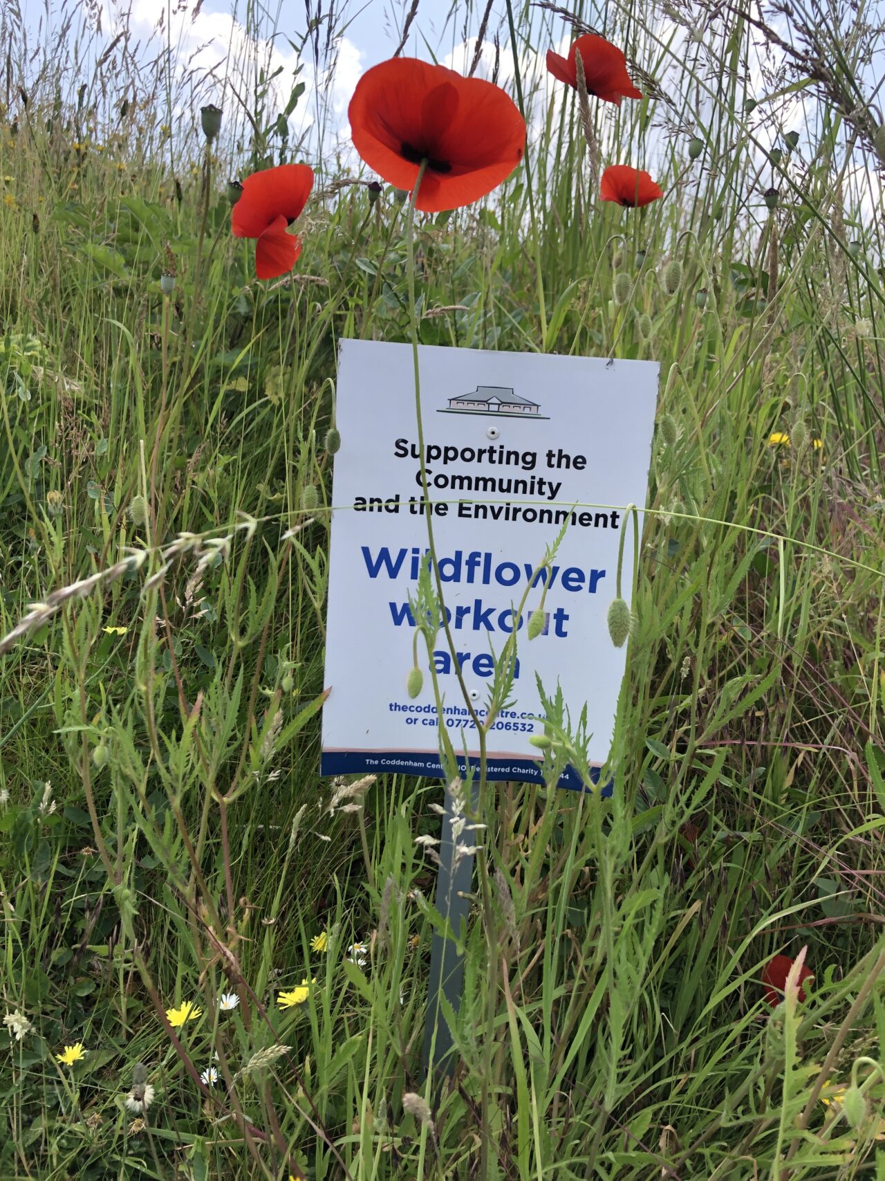 The Wildflowers are working out for another year. - The Coddenham ...